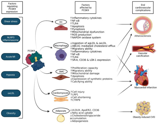 PCSK9: A Multi-Faceted Protein That Is Involved in Cardiovascular Biology