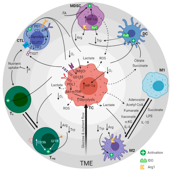 Immunometabolism Modulation in Therapy