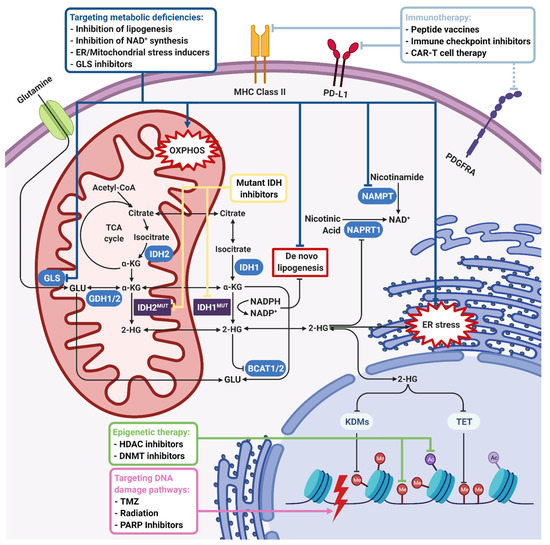 IDH Mutations in Glioma: Double-Edged Sword in Clinical Applications?