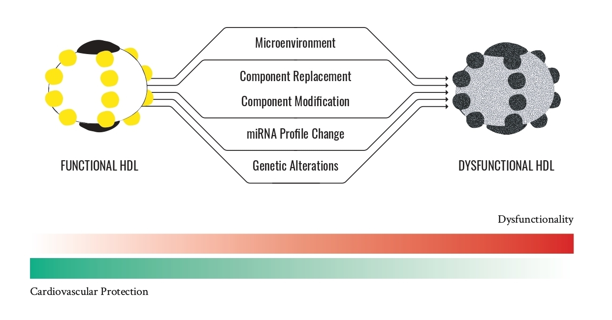 Biomedicines | Free Full-Text | Unraveling the Complexity of HDL ...