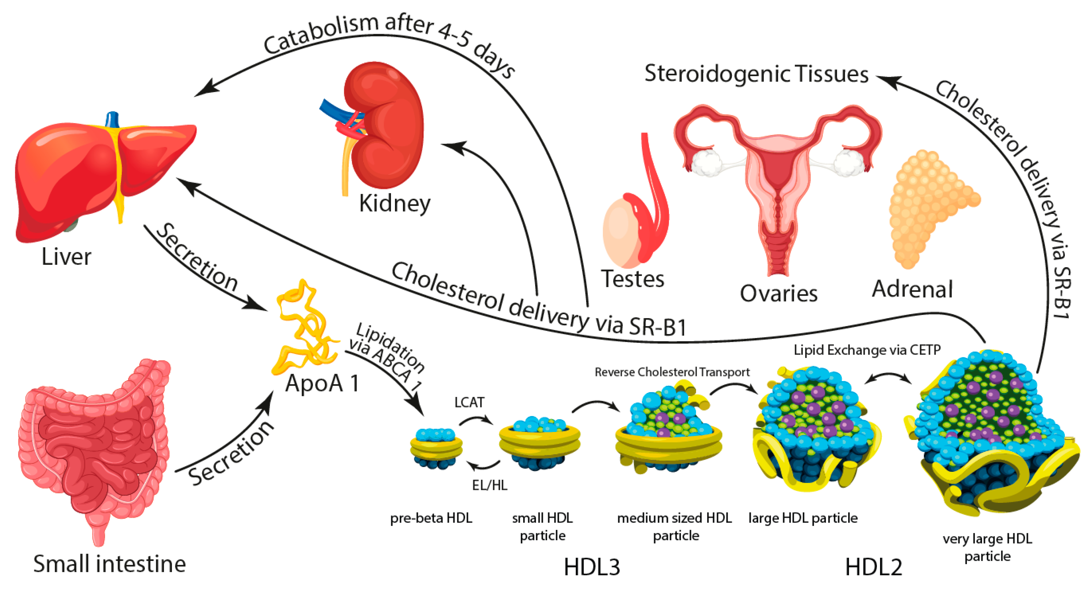High-Density Lipoprotein Subfractions: Much Ado about Nothing or ...
