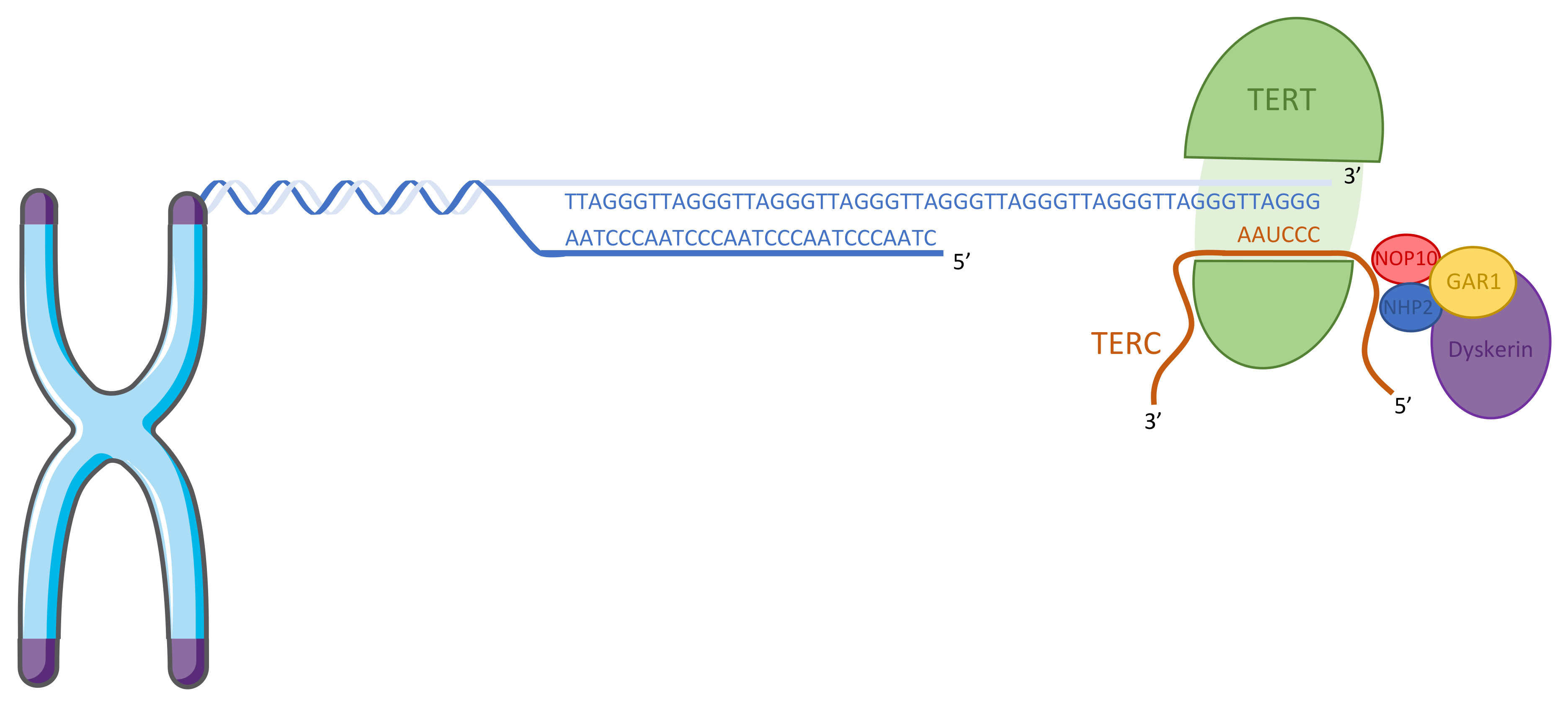 Ovarian Telomerase and Female Fertility