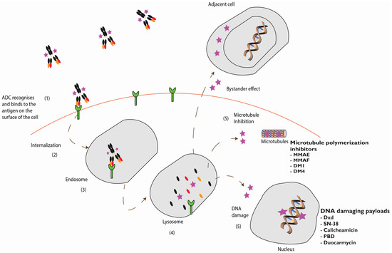 Advances and Limitations of Antibody Drug Conjugates for Cancer