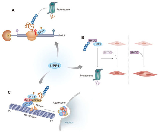 UPF1: From mRNA Surveillance to Protein Quality Control