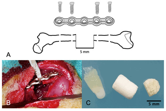 Treatment of Critical-Size Femoral Bone Defects with Chitosan Scaffolds ...