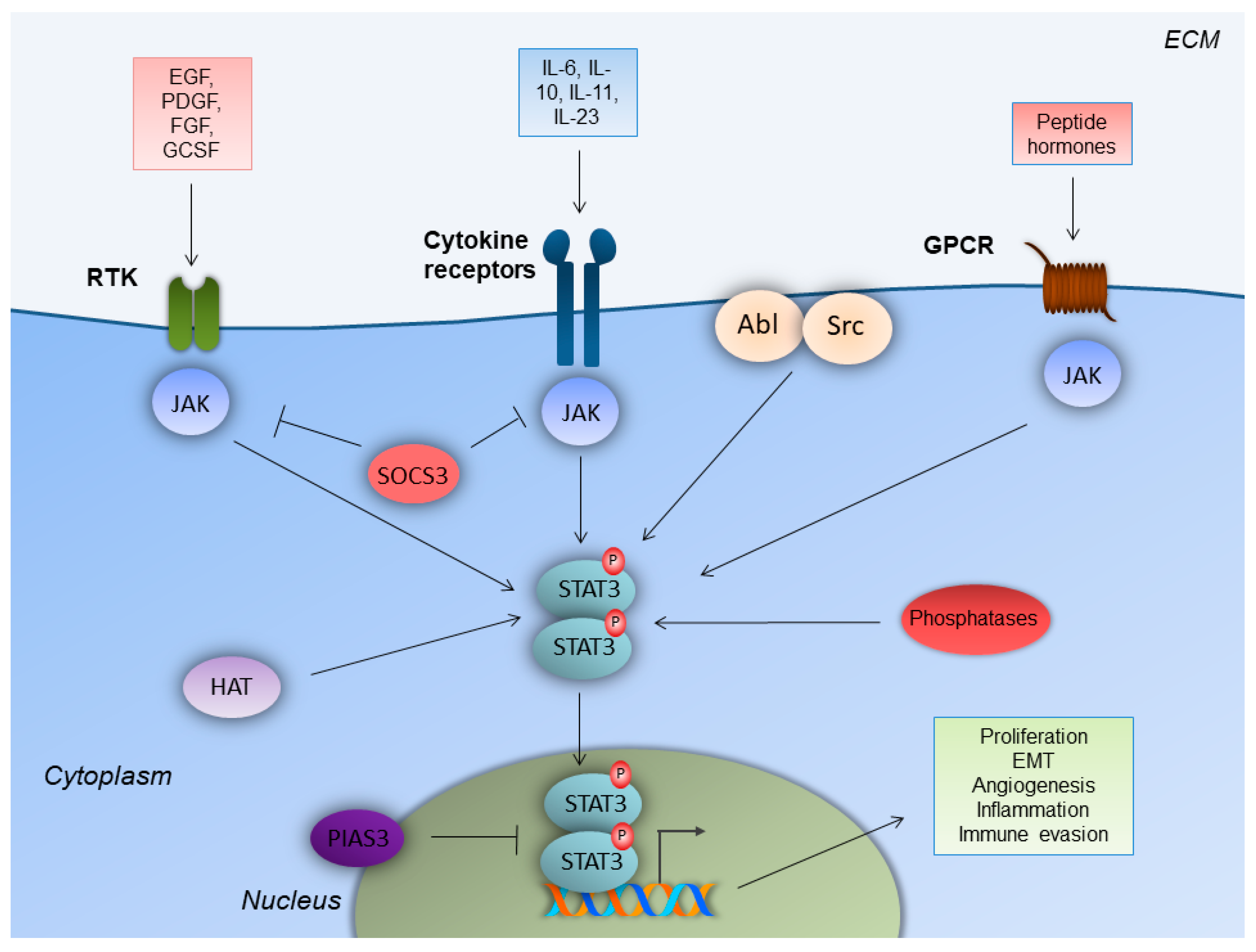 Biomedicines Free Full Text Targeting Stat3 Signaling Pathway In
