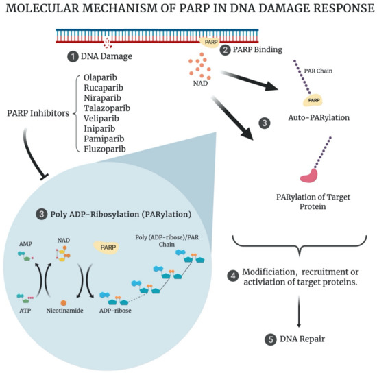 Therapeutic Potential of PARP Inhibitors in the Treatment of ...
