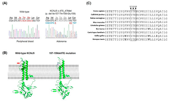 Pathophysiological and Pharmacological Characteristics of KCNJ5 157-159delITE Somatic Mutation ...