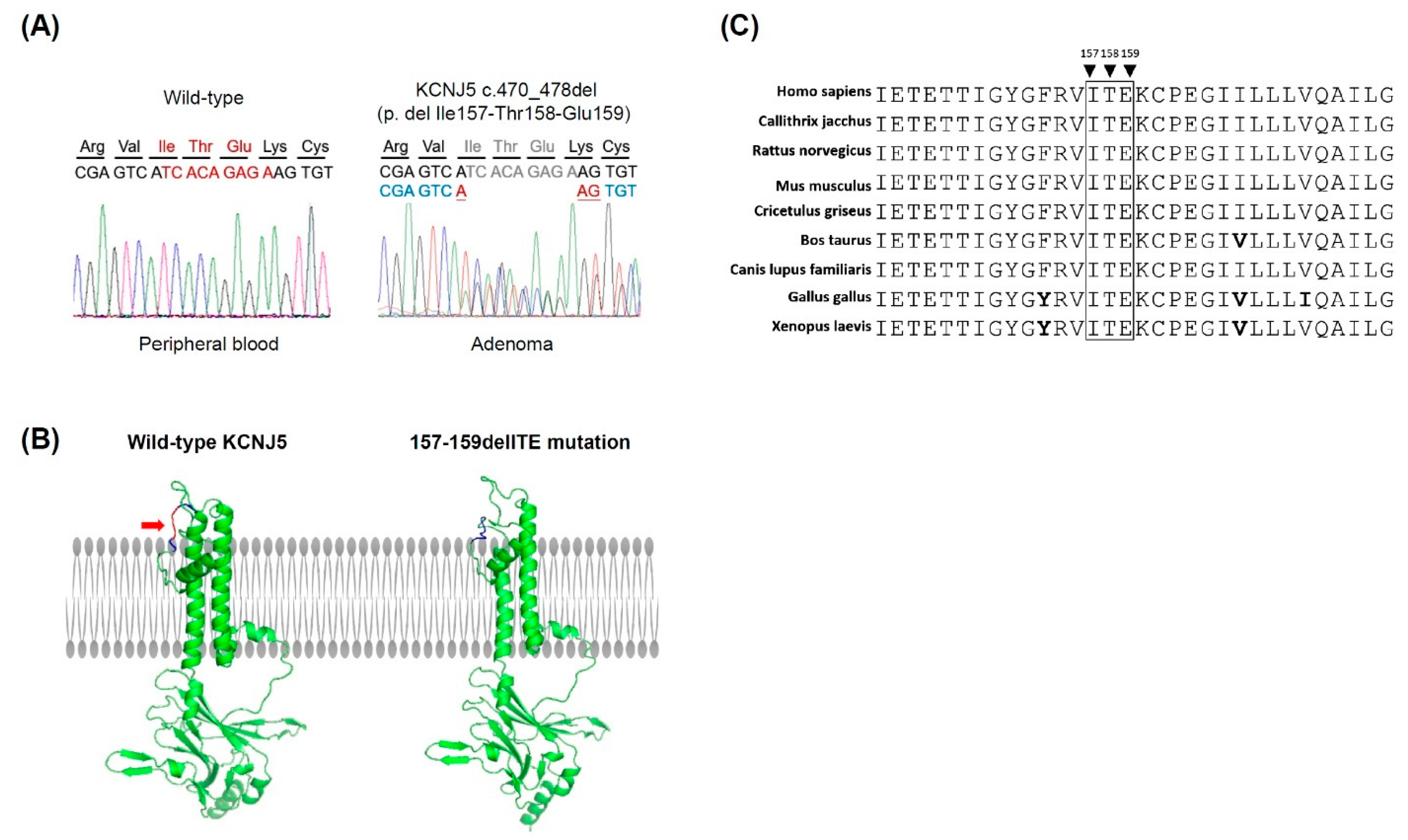 Pathophysiological and Pharmacological Characteristics of KCNJ5 157-159delITE Somatic Mutation ...
