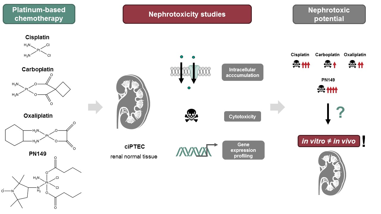 Biomedicines | Free Full-Text | In Vitro Nephrotoxicity Studies of ...