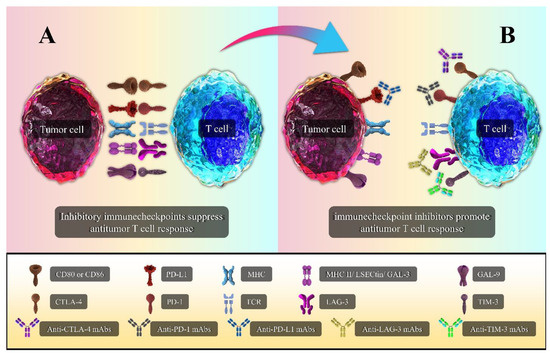 Immune Checkpoint Inhibitors in Colorectal Cancer: Challenges and ...