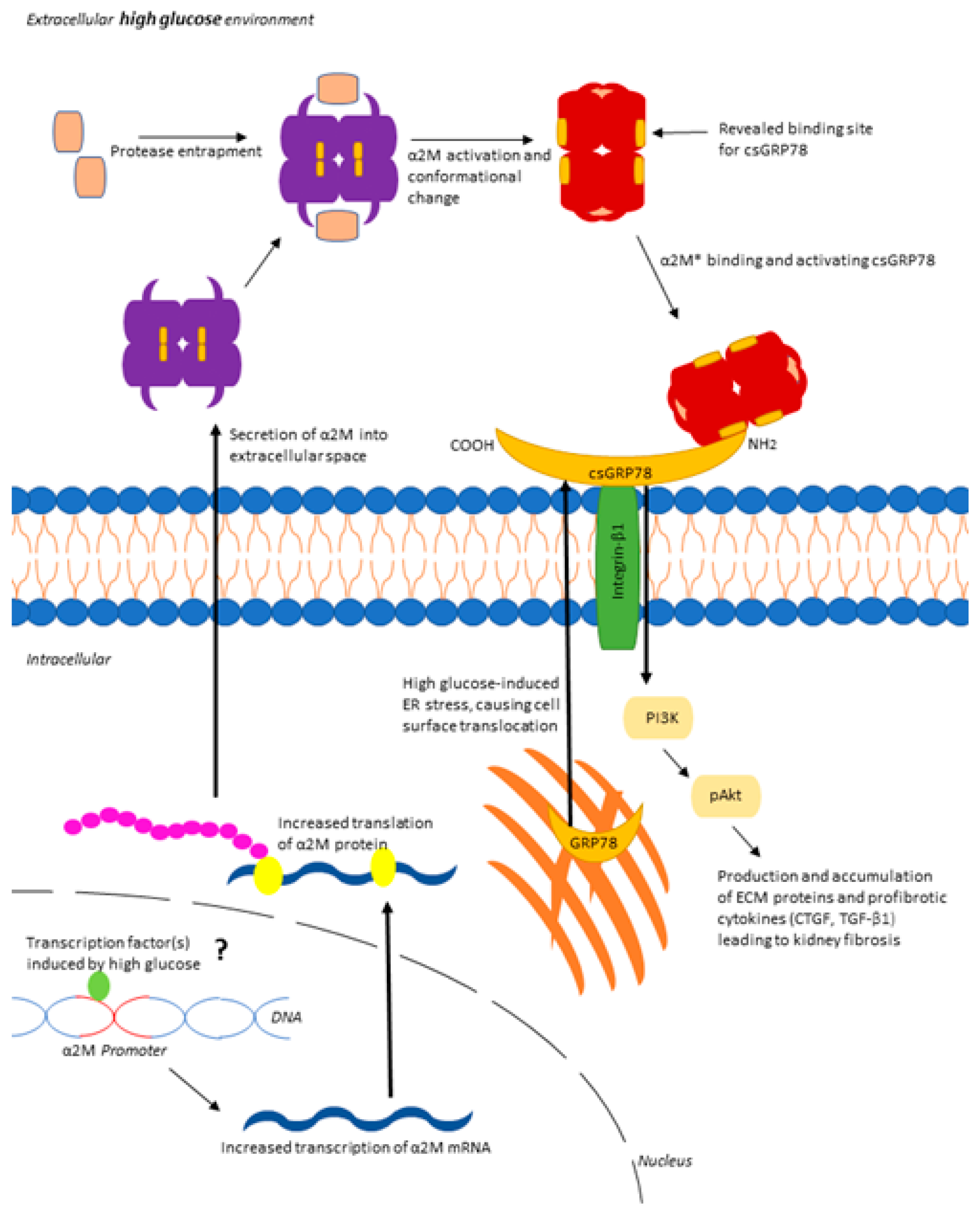 Activated Alpha 2-Macroglobulin Is a Novel Mediator of Mesangial Cell ...