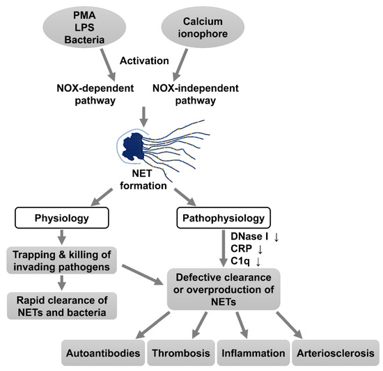 The FcγRIII Engagement Augments PMA-Stimulated Neutrophil Extracellular ...
