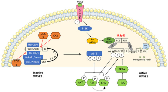 The Role of WAVE2 Signaling in Cancer