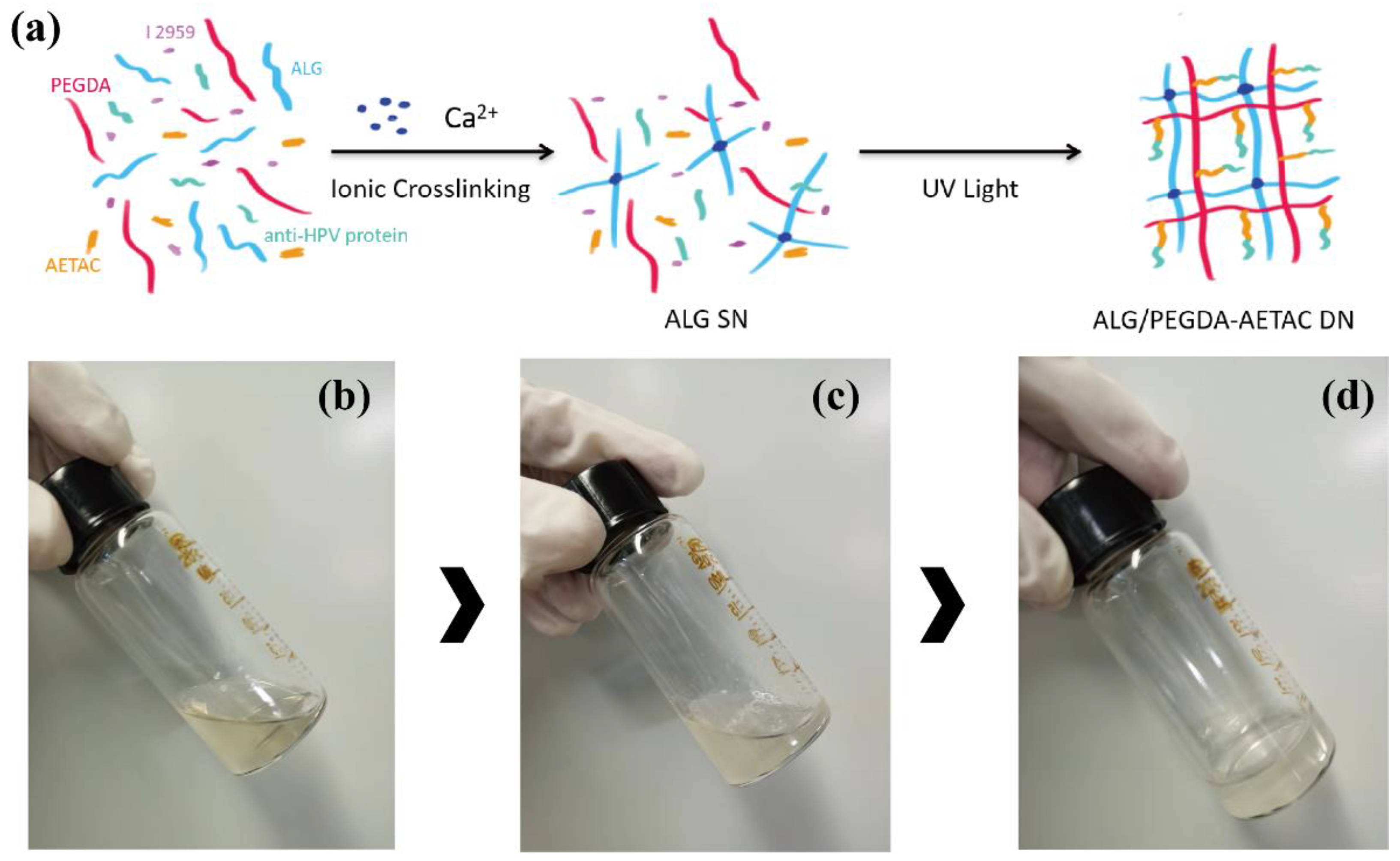 Affinity-Controlled Double-Network Hydrogel Facilitates Long-Term ...