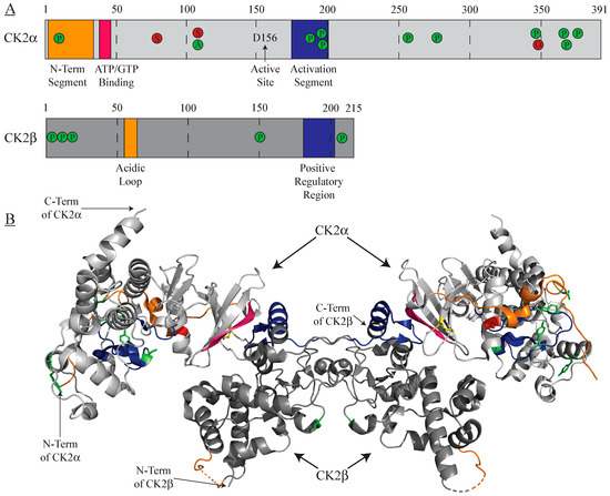 CK2 Regulation: Perspectives in 2021