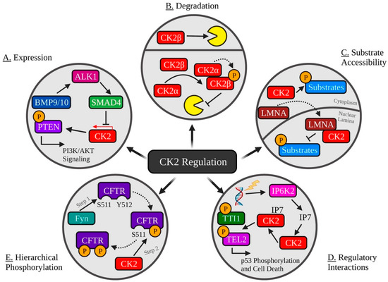 CK2 Regulation: Perspectives in 2021