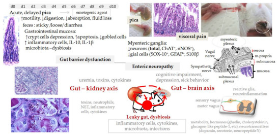 Cisplatin Mouse Models: Treatment, Toxicity and Translatability