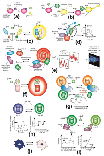 Genetically Encoded Fluorescent Biosensors for Biomedical Applications