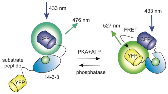 Genetically Encoded Fluorescent Biosensors for Biomedical Applications