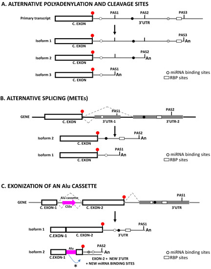 Dynamic Variations of 3′UTR Length Reprogram the mRNA Regulatory Landscape