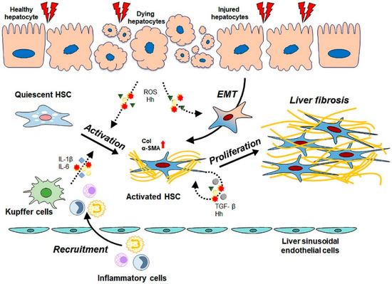 Mesenchymal Stem Cells Influence Activation of Hepatic Stellate Cells ...