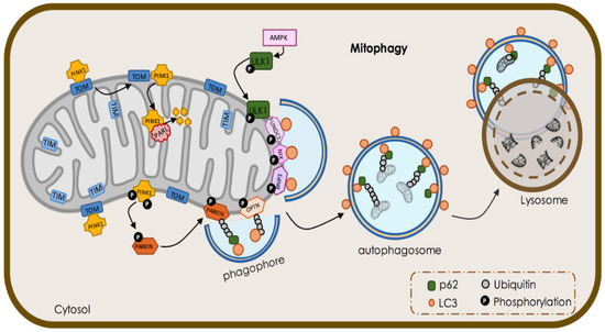 Biomedicines | Free Full-Text | Macroautophagy and Mitophagy in ...