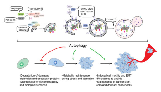 Biomedicines | Free Full-Text | The Emerging Roles of Autophagy in ...