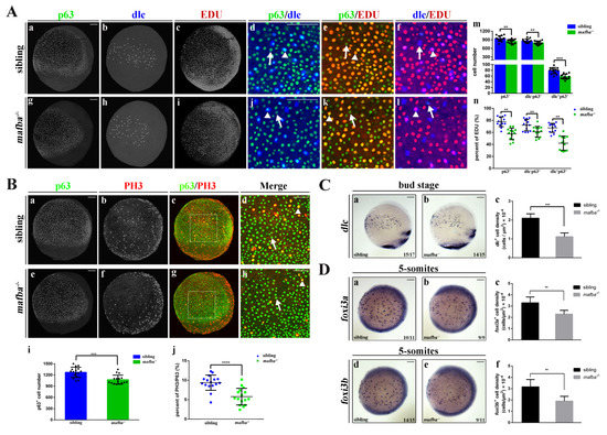 Knockout of mafba Causes Inner-Ear Developmental Defects in Zebrafish ...
