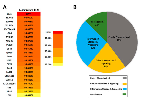 Genomic and Phylogenetic Analysis of Lactiplantibacillus plantarum L125 ...