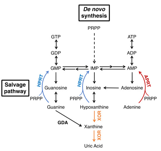 Association of Mutations Identified in Xanthinuria with the Function ...