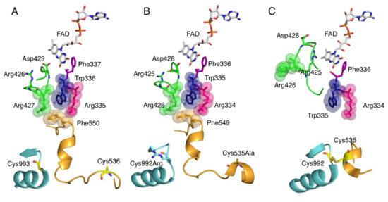Association of Mutations Identified in Xanthinuria with the Function ...