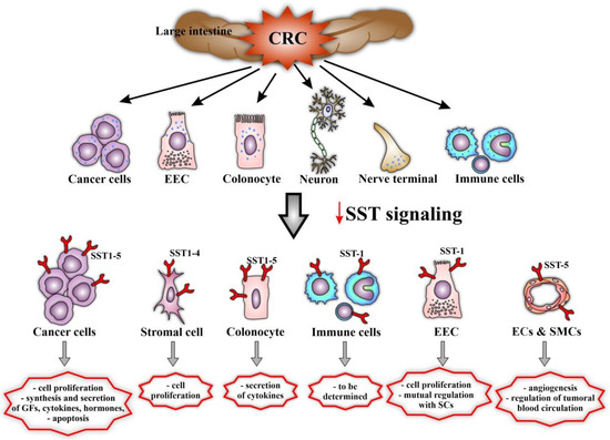 Somatostatin and Its Receptor System in Colorectal Cancer