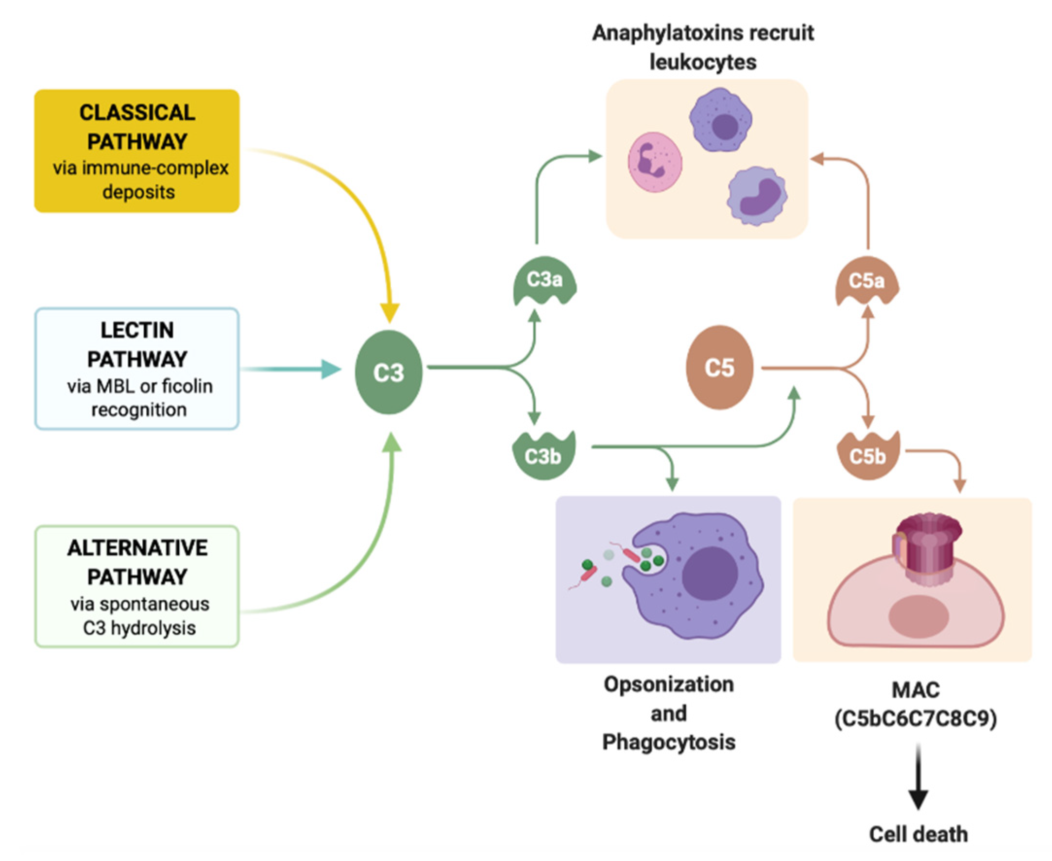 Soluble Factors And Receptors Involved In Skin Innate Immunity—what Do