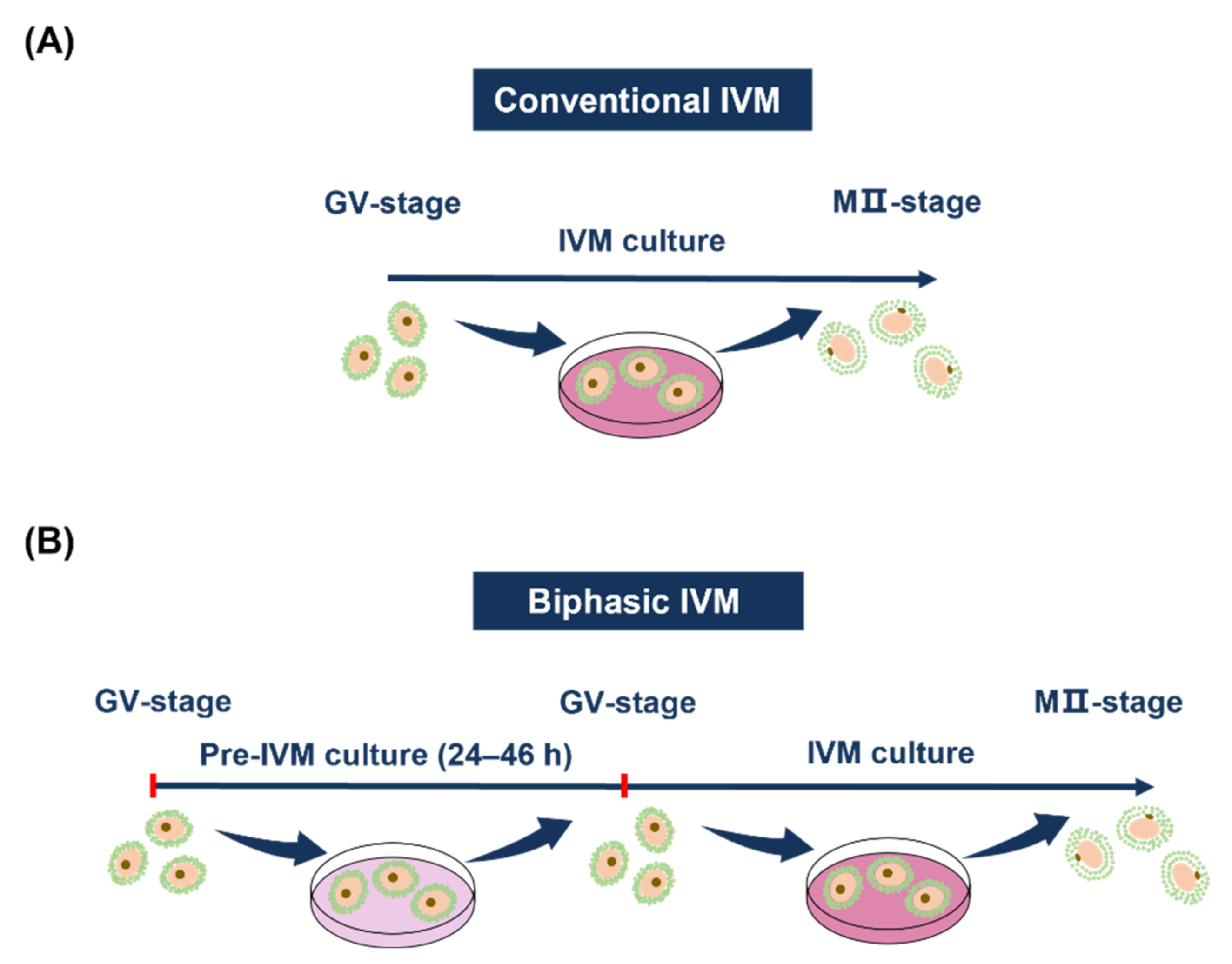 Factors Influencing the In Vitro Maturation (IVM) of Human Oocyte