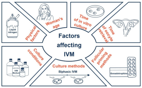 Factors Influencing the In Vitro Maturation (IVM) of Human Oocyte