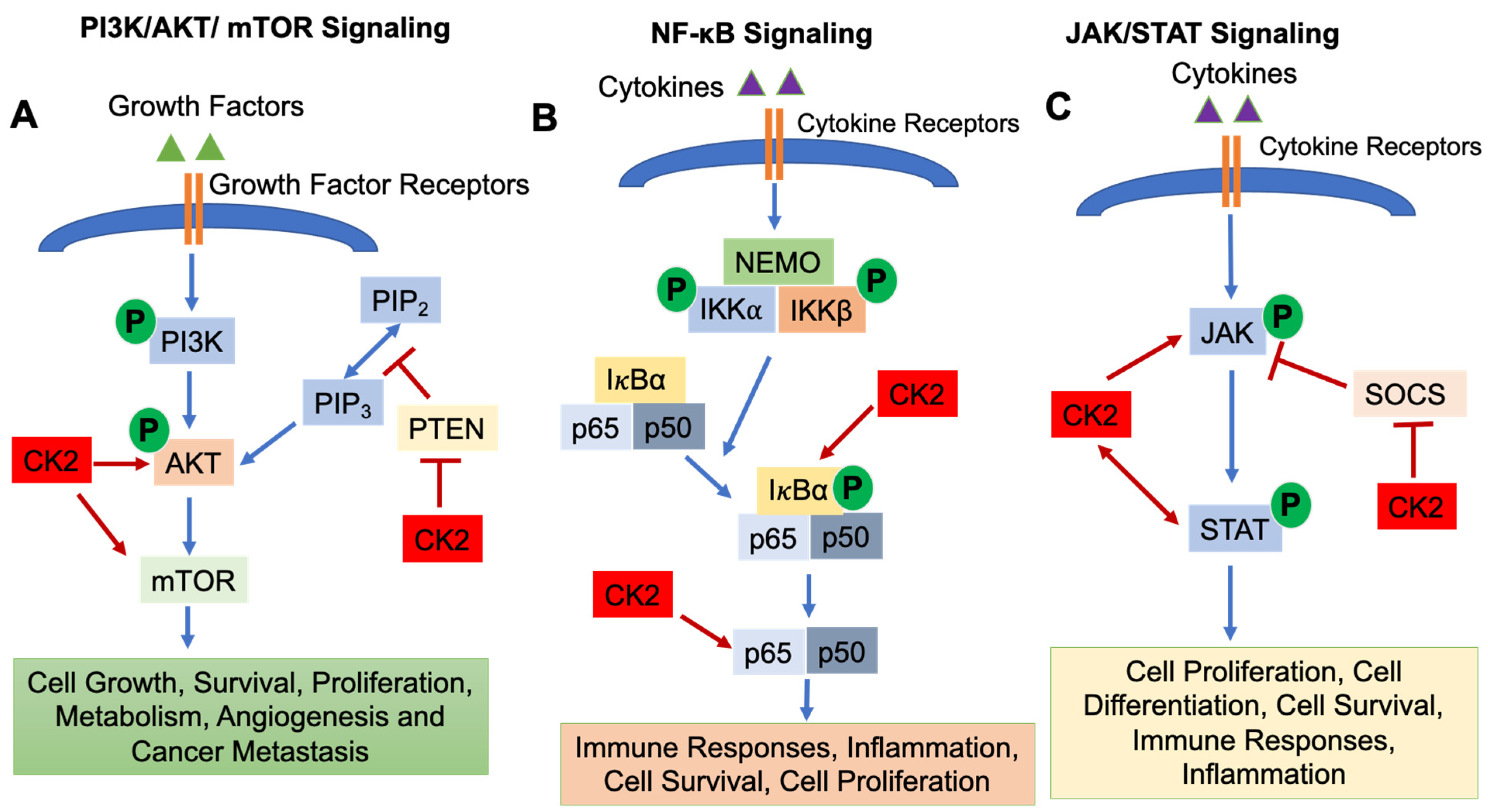 The Immune Regulatory Role of Protein Kinase CK2 and Its Implications for Treatment of Cancer