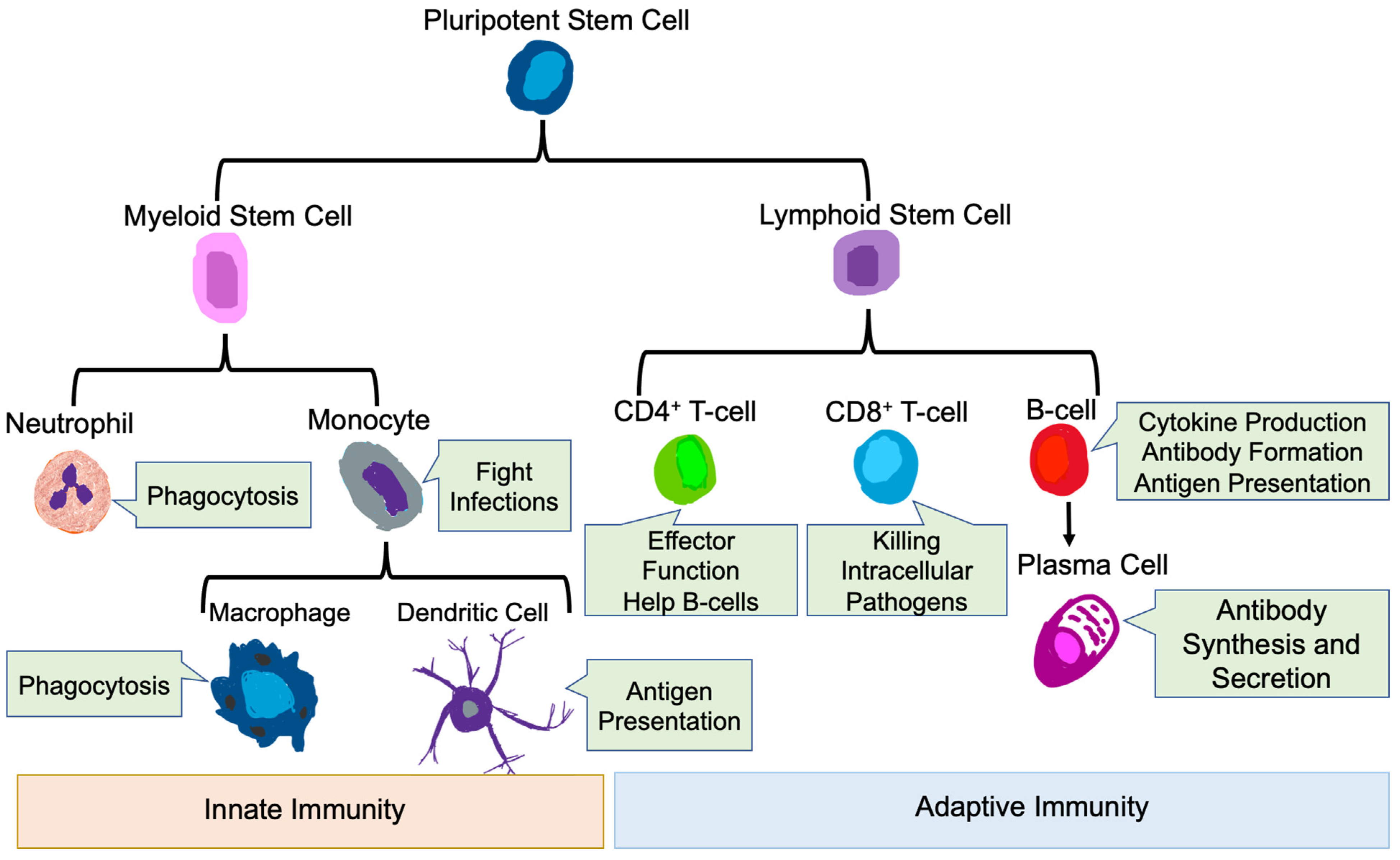 The Immune Regulatory Role of Protein Kinase CK2 and Its Implications ...