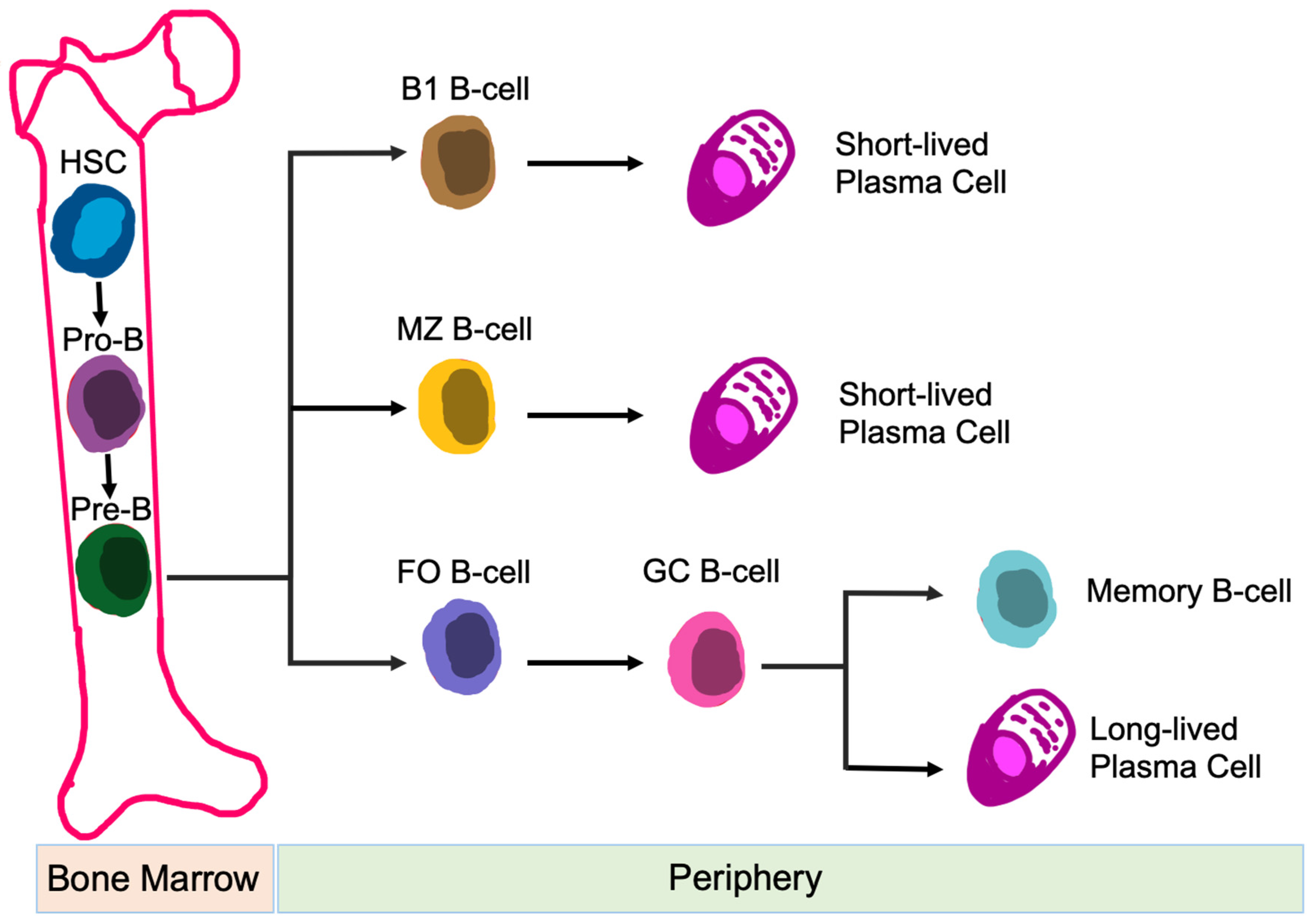 The Immune Regulatory Role of Protein Kinase CK2 and Its Implications ...