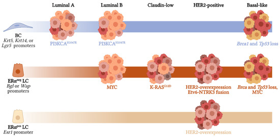 How Lineage Tracing Studies Can Unveil Tumor Heterogeneity in Breast Cancer