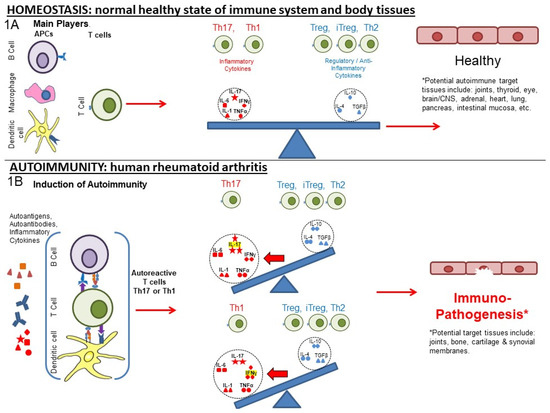 Restoring the Balance between Pro-Inflammatory and Anti-Inflammatory ...