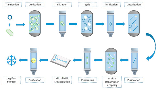 mRNA Therapeutic Modalities Design, Formulation and Manufacturing under ...