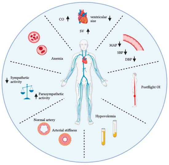 The Cardiovascular System in Space: Focus on In Vivo and In Vitro Studies