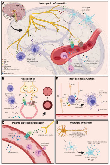 Neurogenic Inflammation: The Participant in Migraine and Recent ...