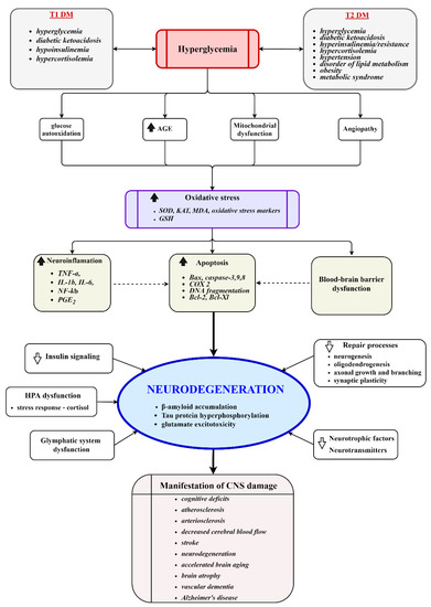 Toward the Decipherment of Molecular Interactions in the Diabetic Brain