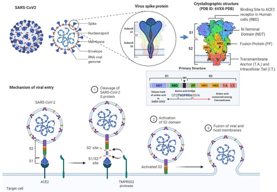 Sars Virus Model