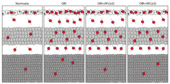 VEGF-Trap Modulates Retinal Inflammation in the Murine Oxygen-Induced ...