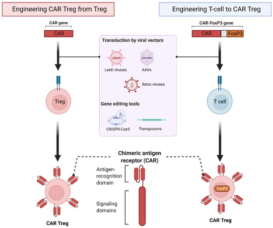 CAR-T Regulatory (CAR-Treg) Cells: Engineering and Applications