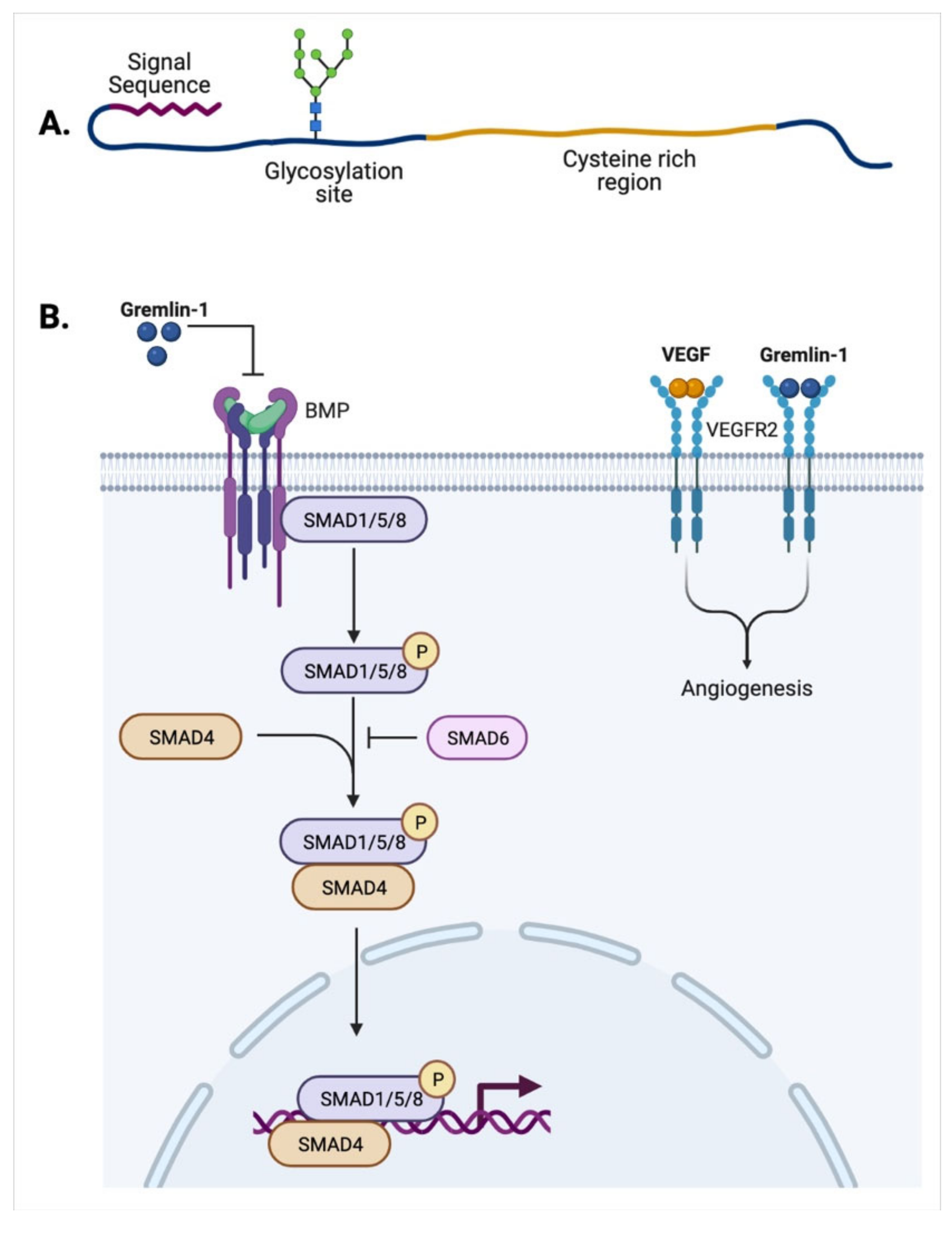 Insights into the Role of Gremlin-1, a Bone Morphogenic Protein ...