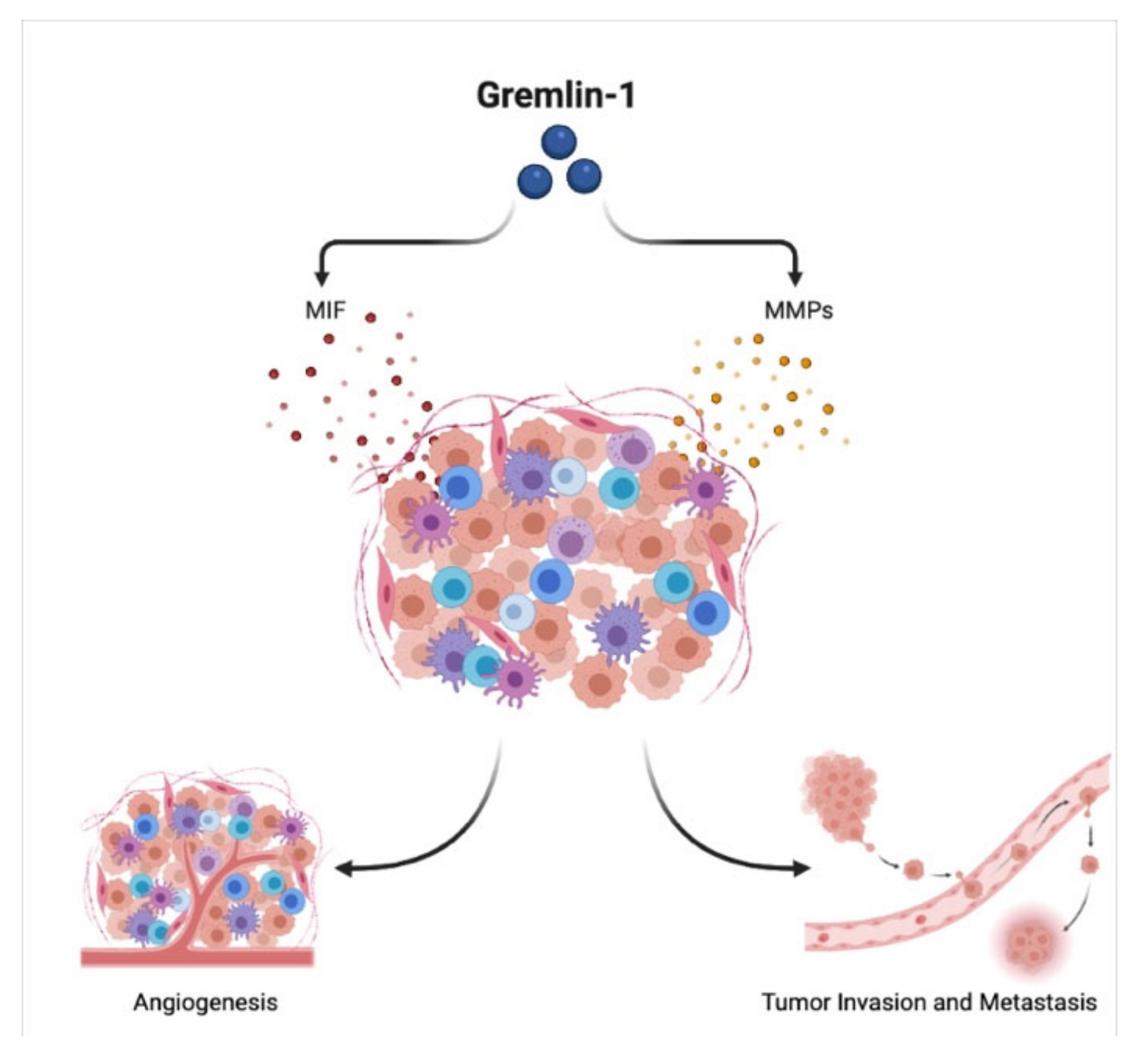 Insights into the Role of Gremlin-1, a Bone Morphogenic Protein ...